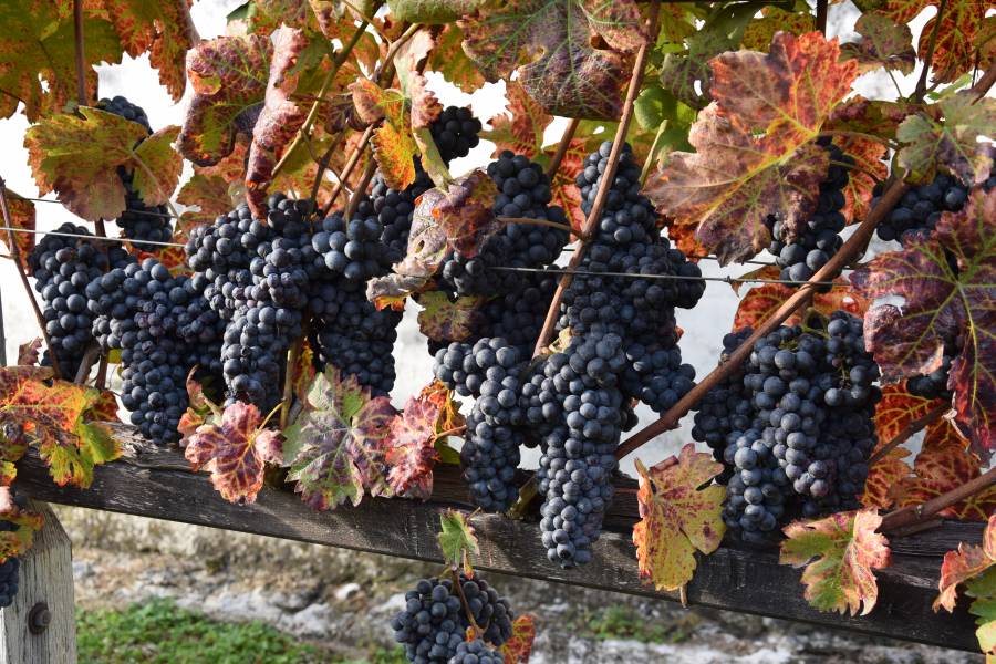 Prijava pridelka grozdja in vina do 20. novembra